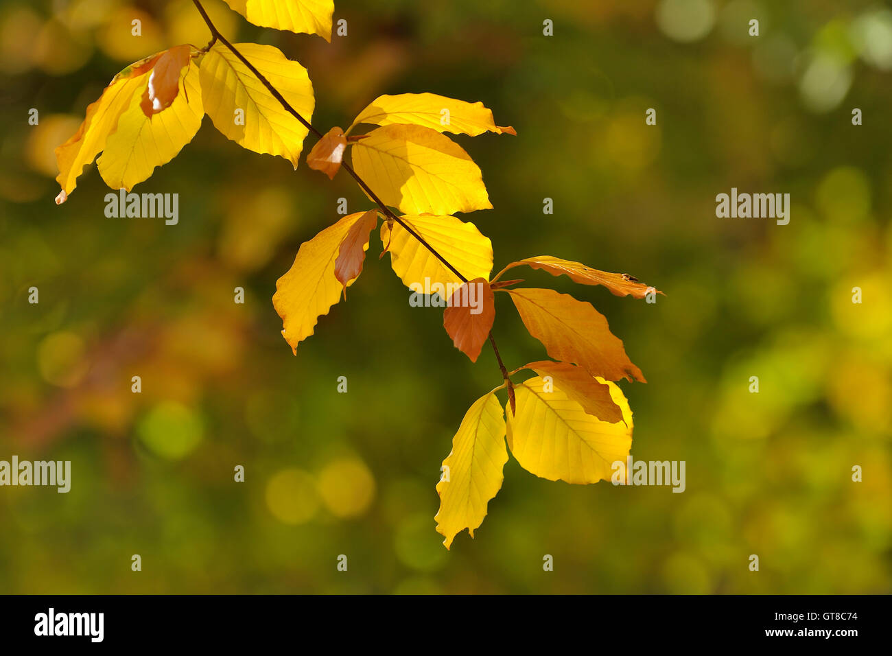 Beautiful branching tree hi-res stock photography and images - Alamy