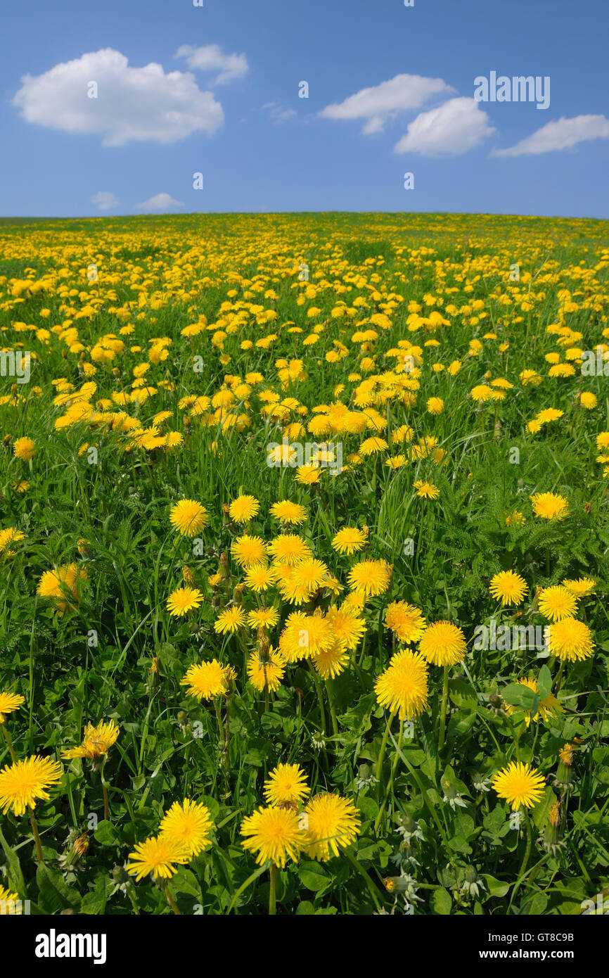 Field of Dandelions Stock Photo - Alamy