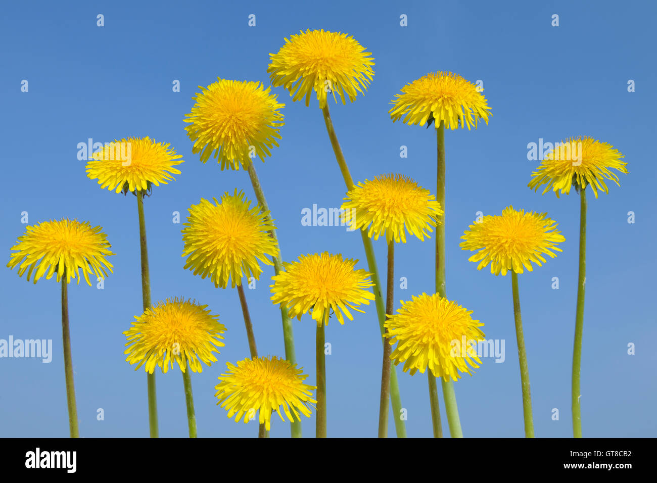 Clear detailed image hi-res stock photography and images - Alamy