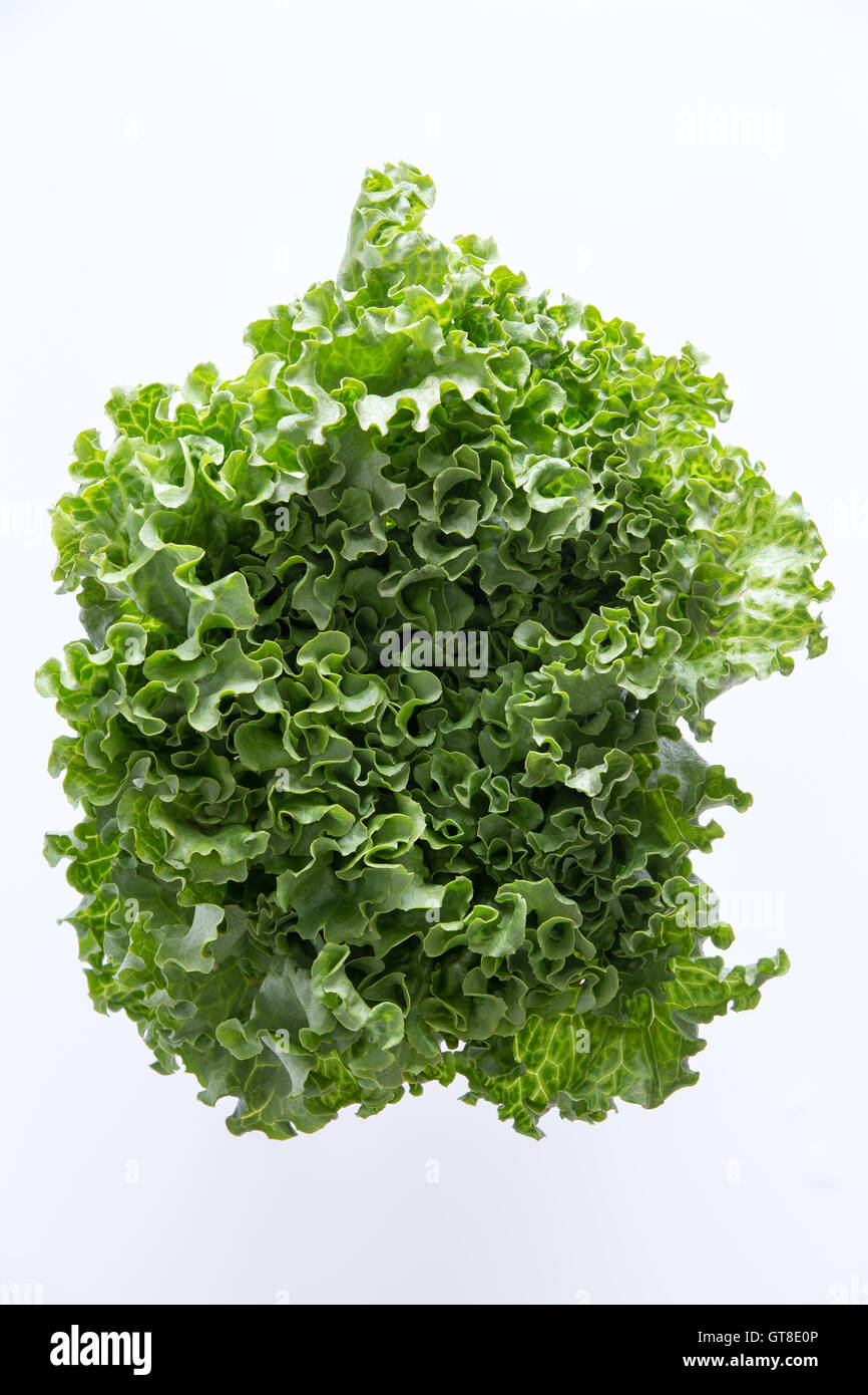 Above head shot of newly Harvested fresh crispy leafy green lettuce ...