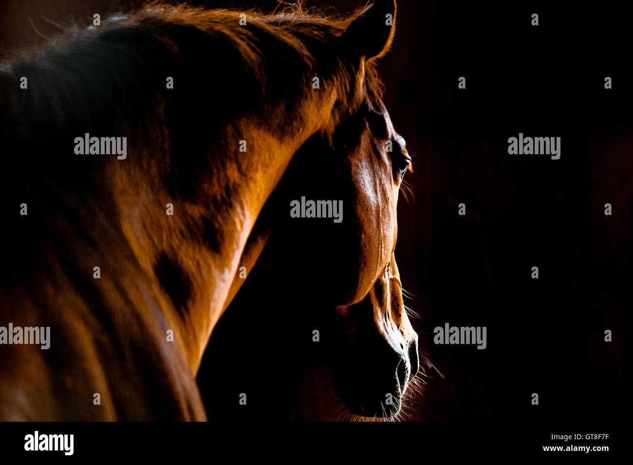 A horse in the stable block Stock Photo - Alamy