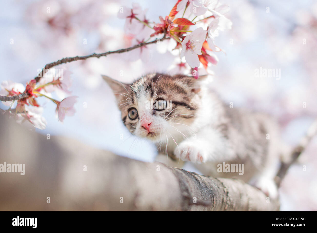 Kit on cherry tree hi-res stock photography and images - Alamy