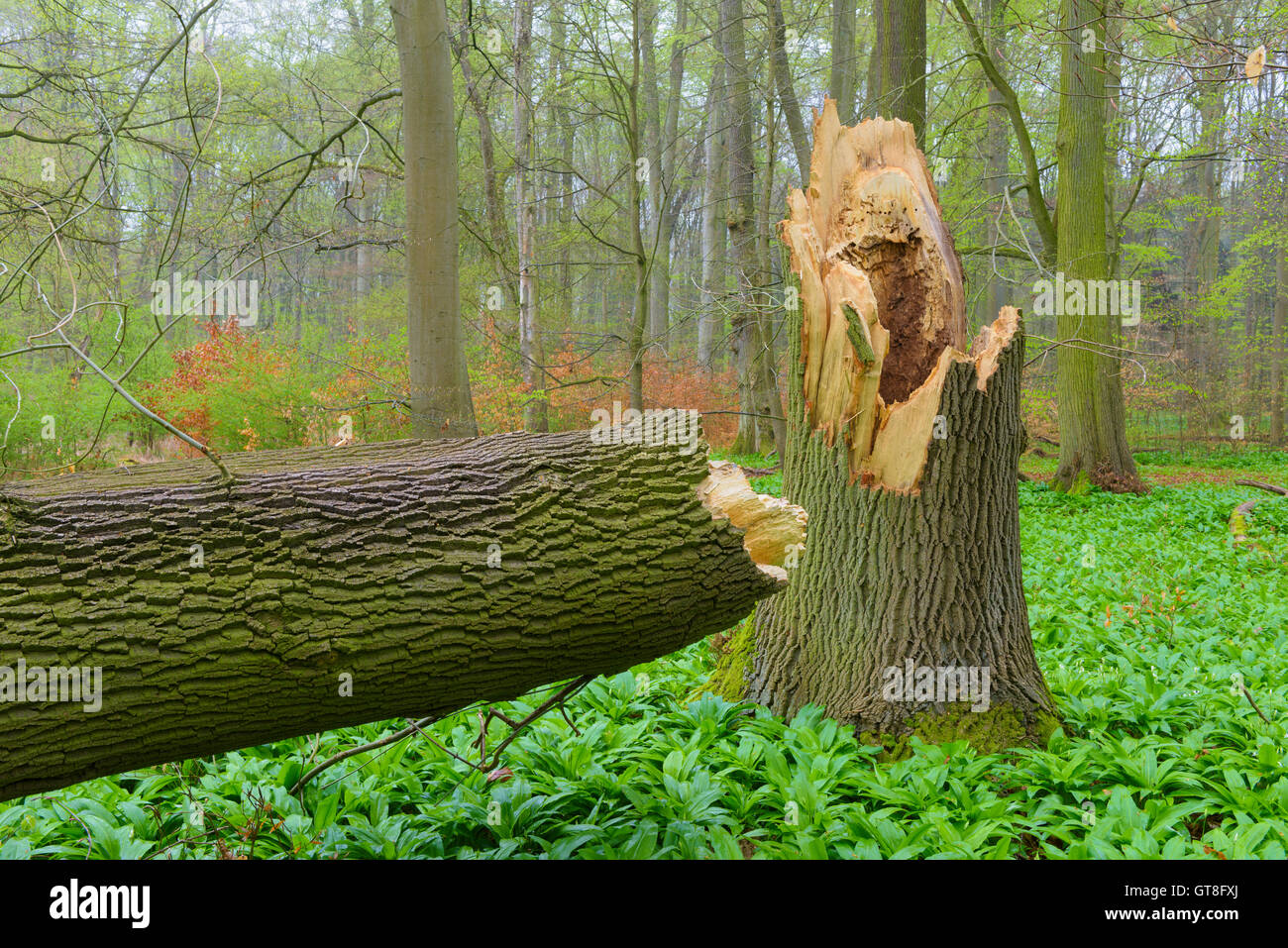 Broken Old English Oak Tree in Spring, Hesse, Germany Stock Photo - Alamy