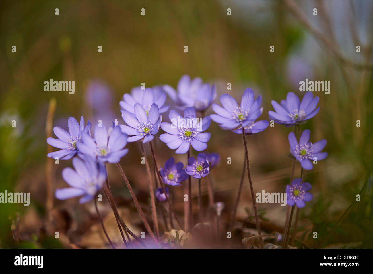 Close-up of Common Hepatica (Anemone hepatica) Blossoms in Forest in ...