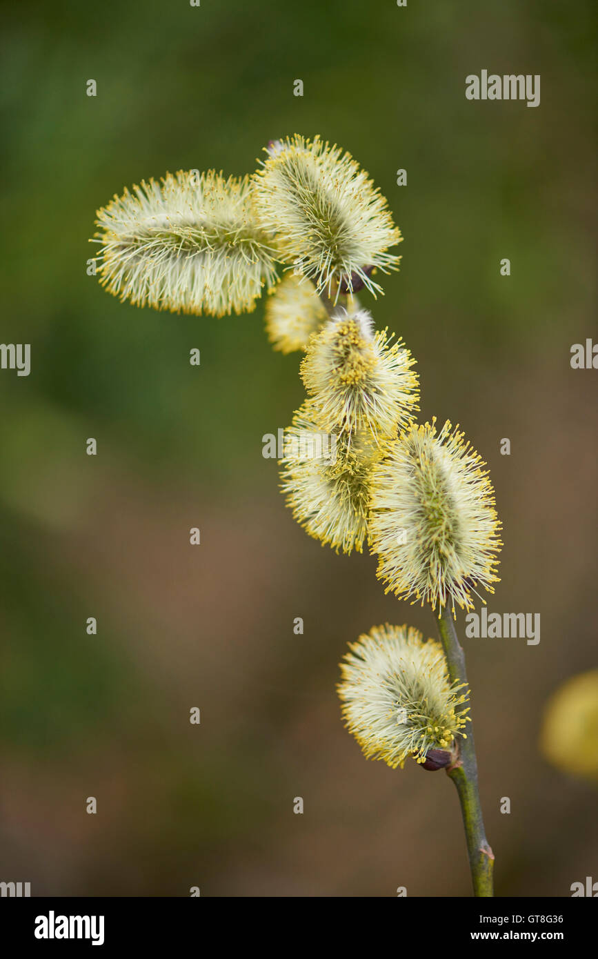 Close-up of Goat Willow (Salix caprea) Blossoms in Forest in Spring ...
