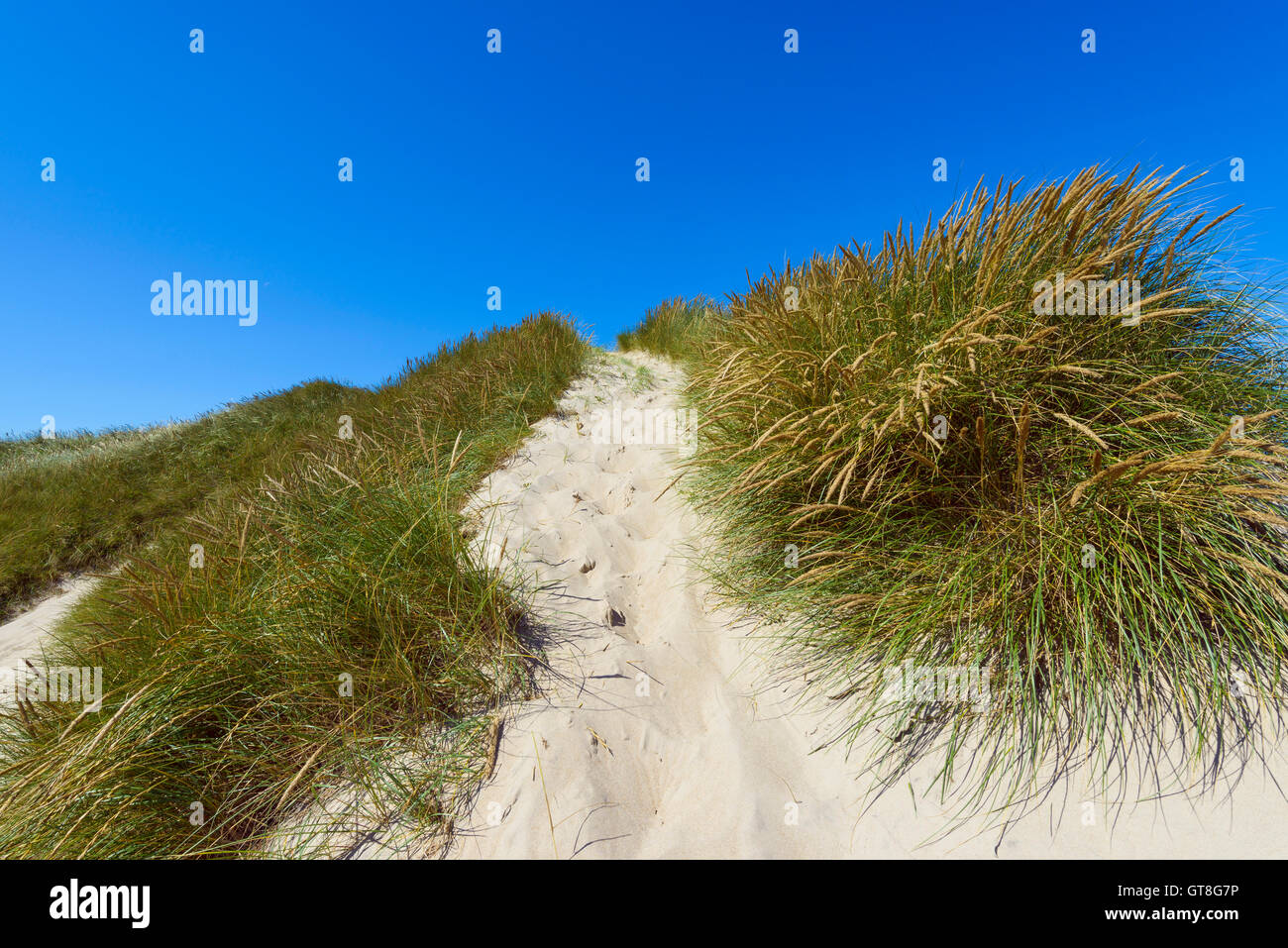 Path through Dunes to Beach, Klitmoller, North Jutland, Denmark Stock ...