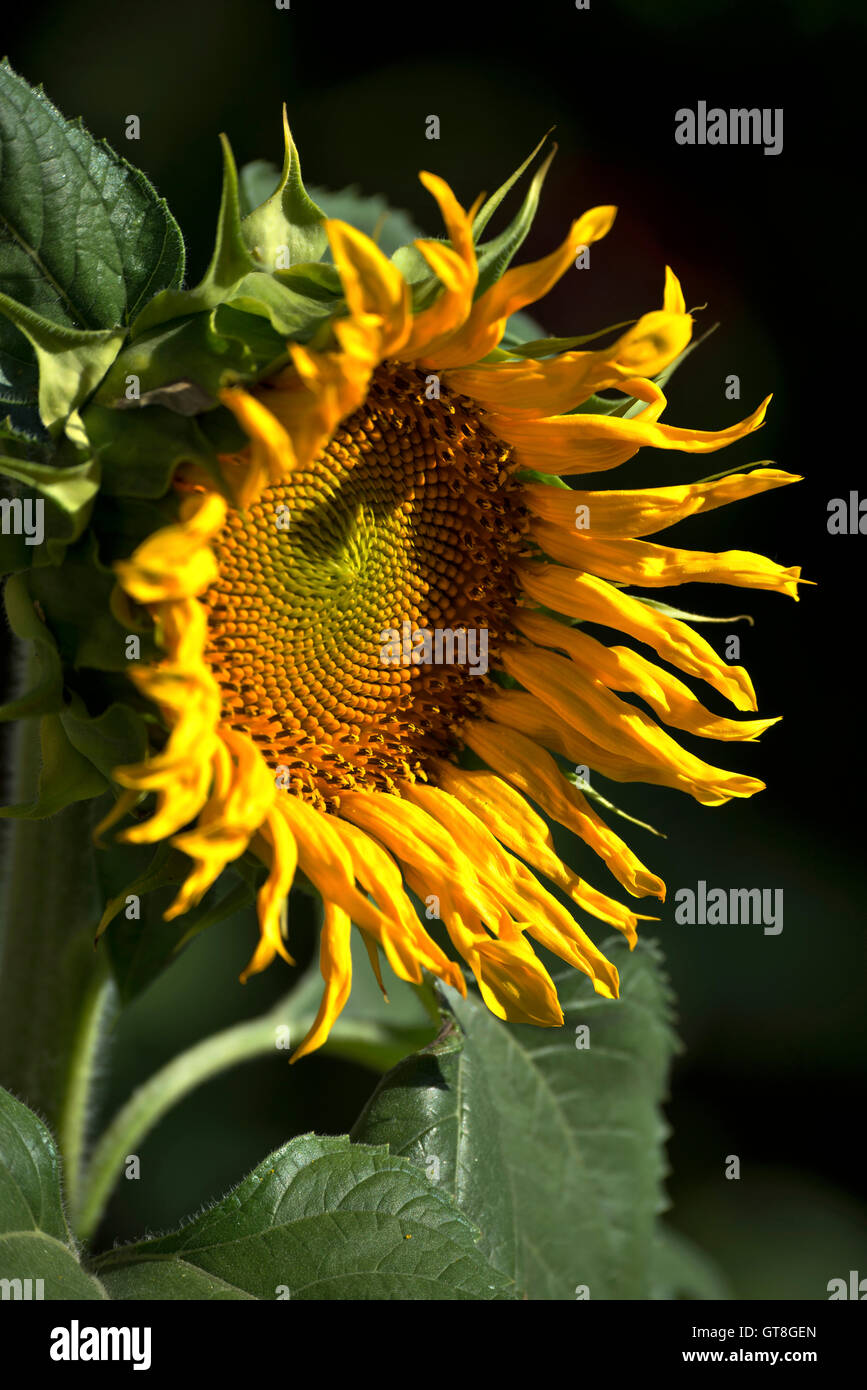 Close-up of sunflower Stock Photo - Alamy