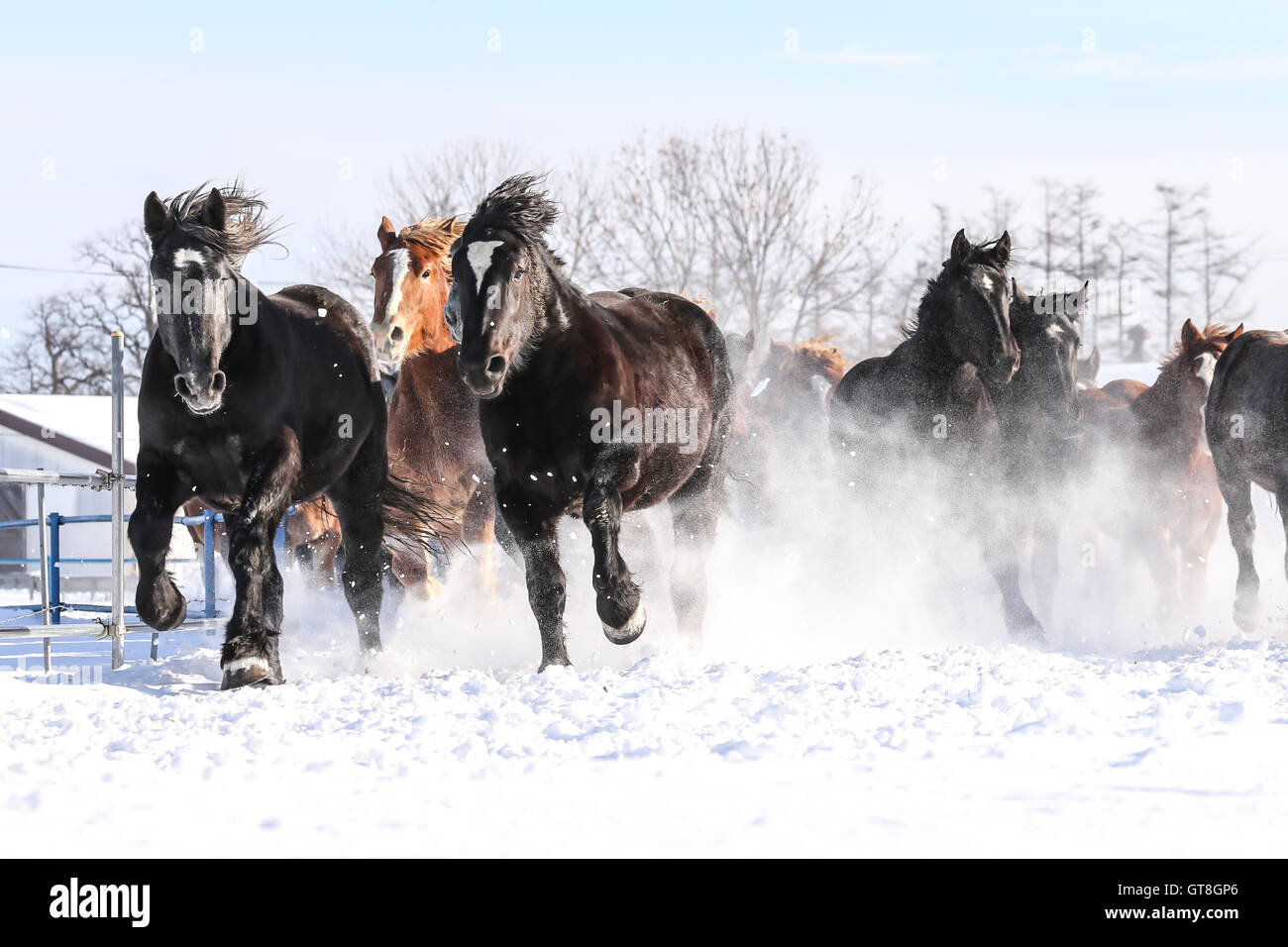 Horses running on the snow field Stock Photo - Alamy