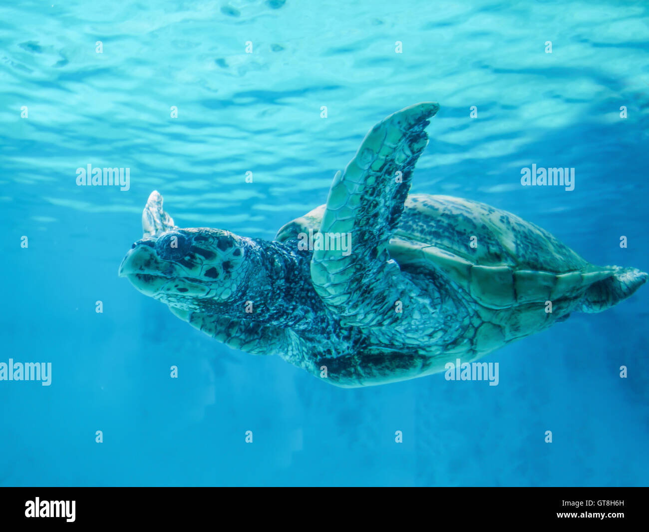 Sea turtle okinawa japan hi-res stock photography and images - Alamy