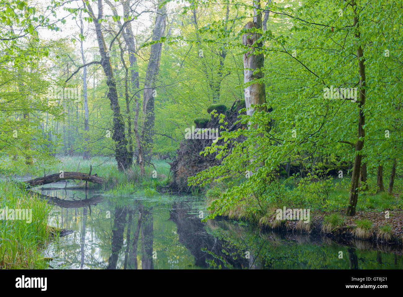 Wetland in Early Spring, Hesse, Germany Stock Photo - Alamy