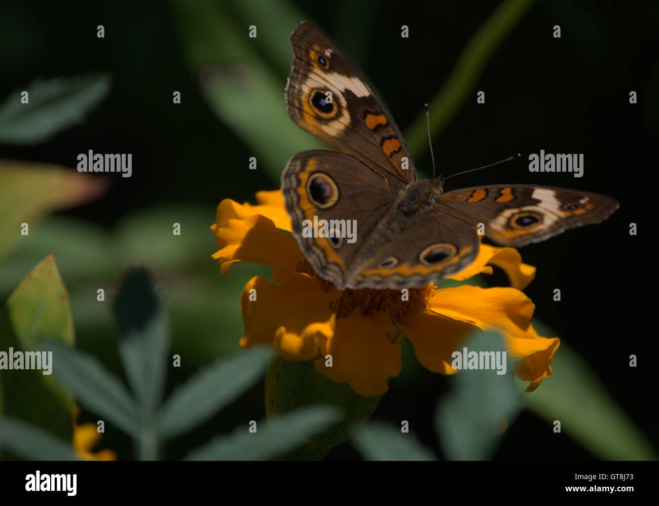 Butterfly capture hi-res stock photography and images - Alamy
