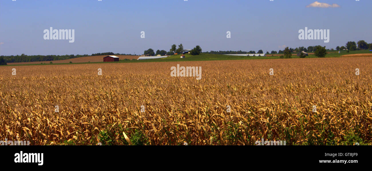Farm landscape corn hi-res stock photography and images - Alamy