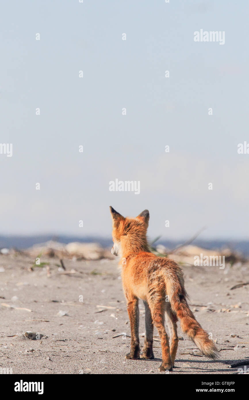 Fox on the shore hi-res stock photography and images - Alamy