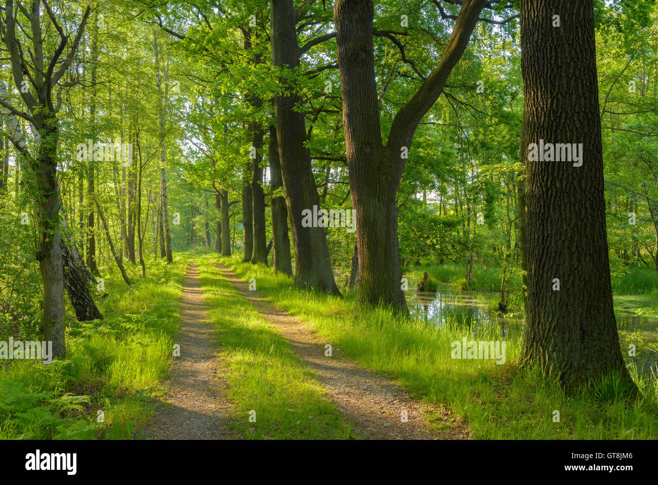 Forest cart road hi-res stock photography and images - Alamy