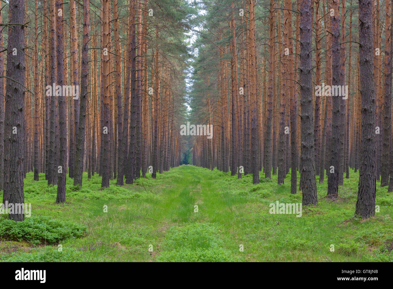 Pathway through image hi-res stock photography and images - Alamy