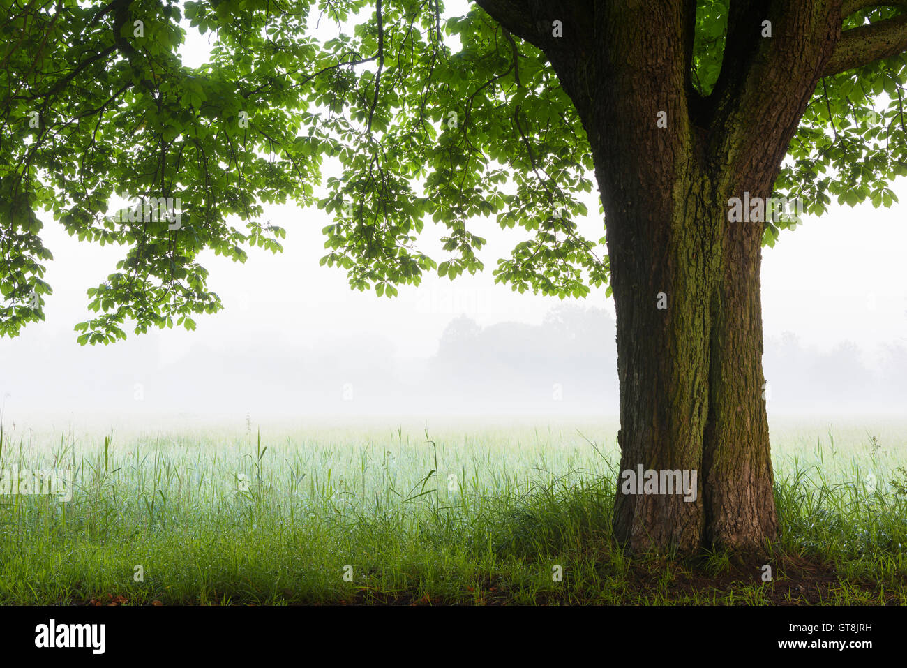 Chestnut Tree in Morning Mist, Hesse, Germany Stock Photo - Alamy