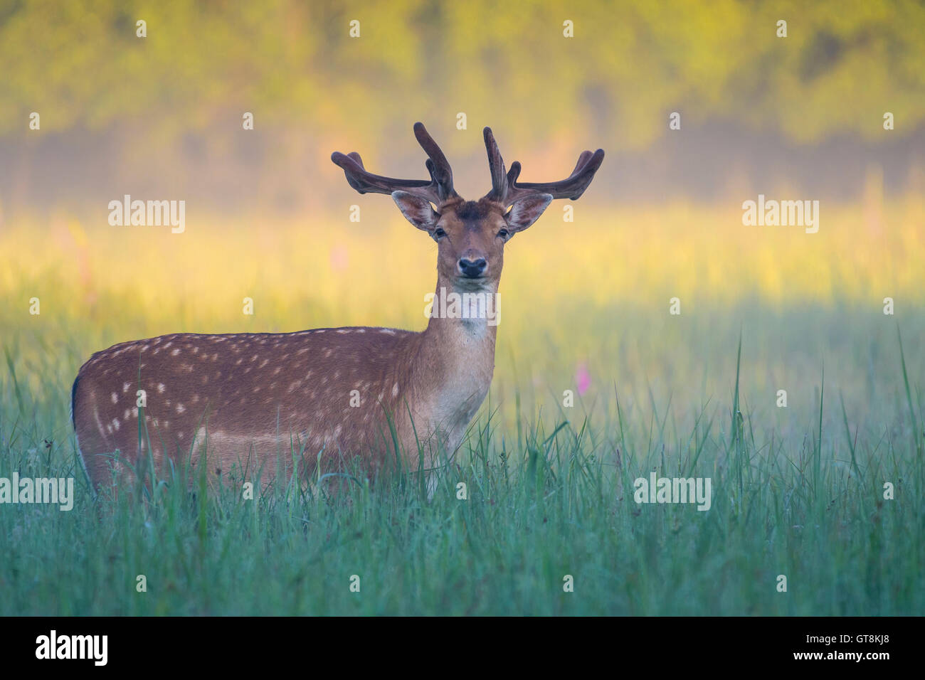 Male Fallow Deer (Cervus dama) in Summer, Hesse, Germany Stock Photo ...