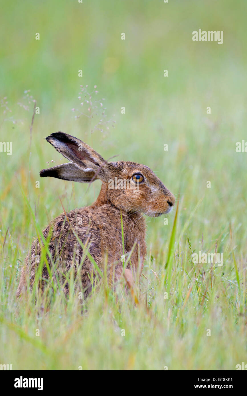 Side view portrait brown hare hi-res stock photography and images - Alamy