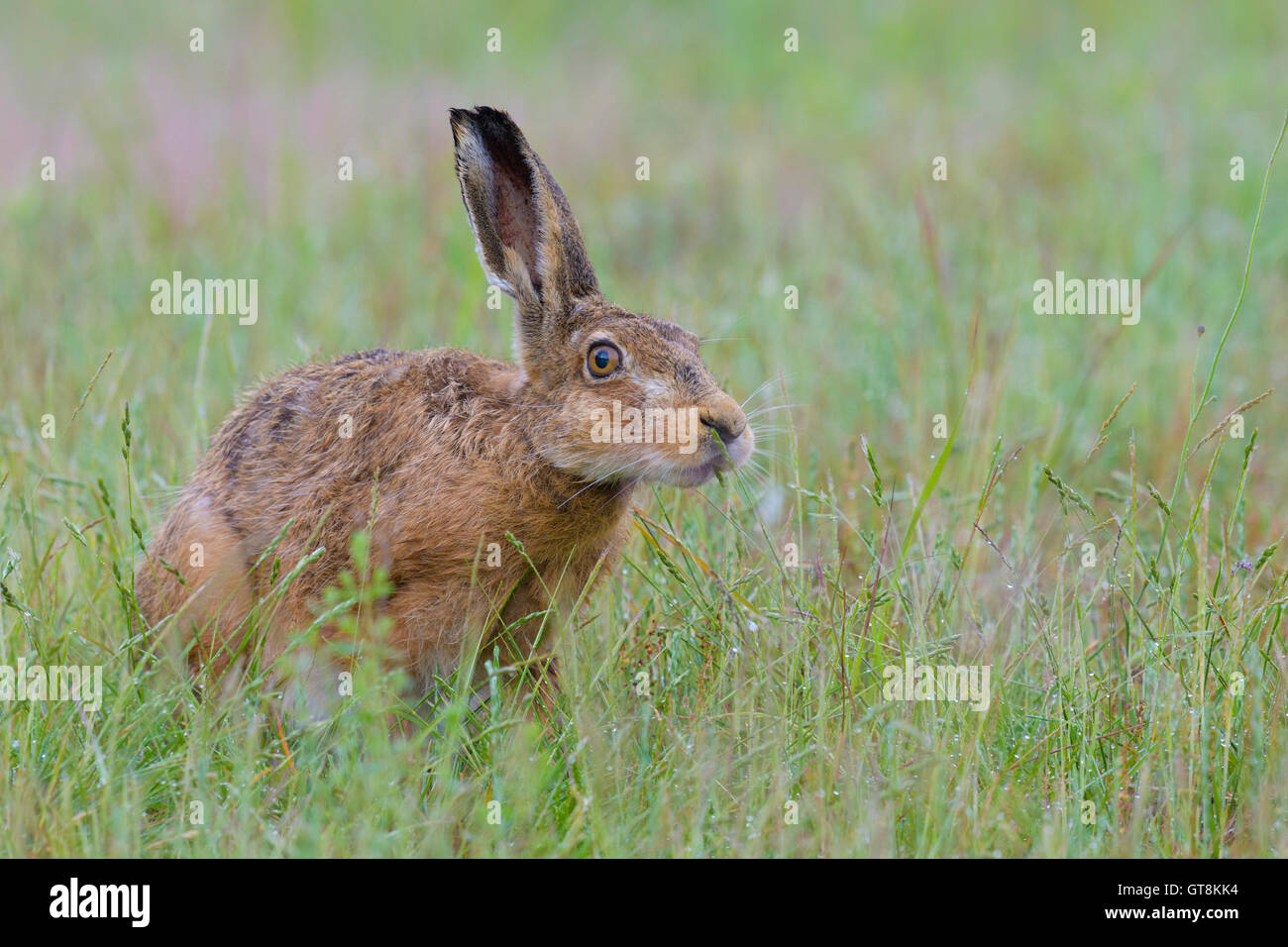 Side view portrait brown hare hi-res stock photography and images - Alamy