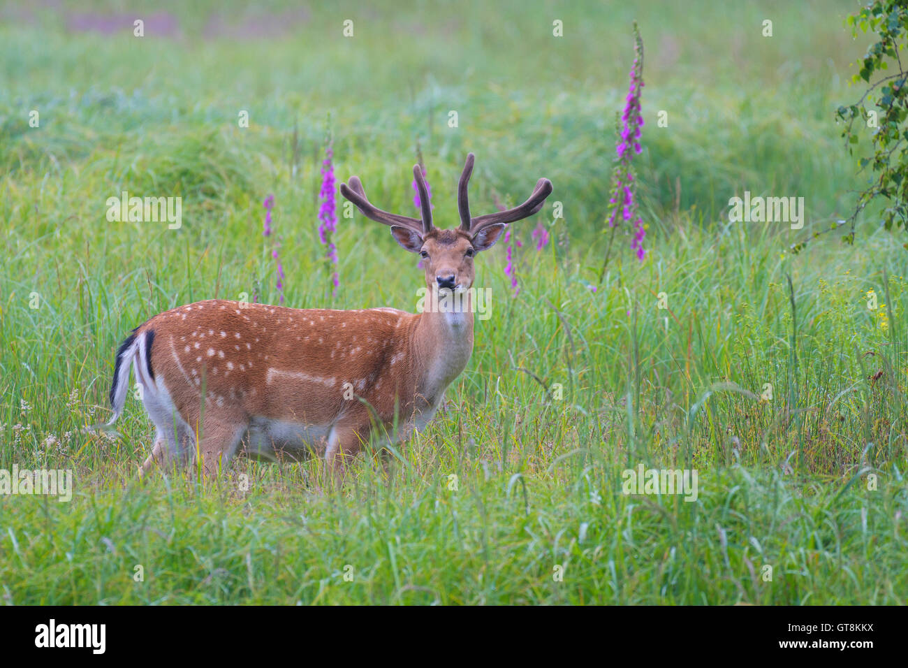 Male Fallow Deer (Cervus dama) in Summer, Hesse, Germany Stock Photo ...