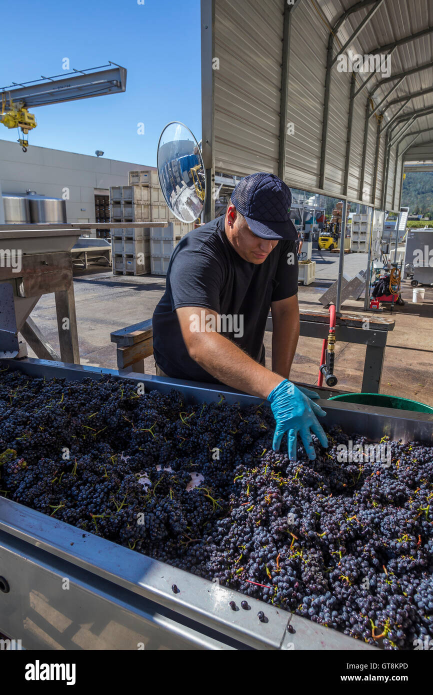 Worker sorting grapes, crush pad, after destemming, Hall Winery, Napa ...