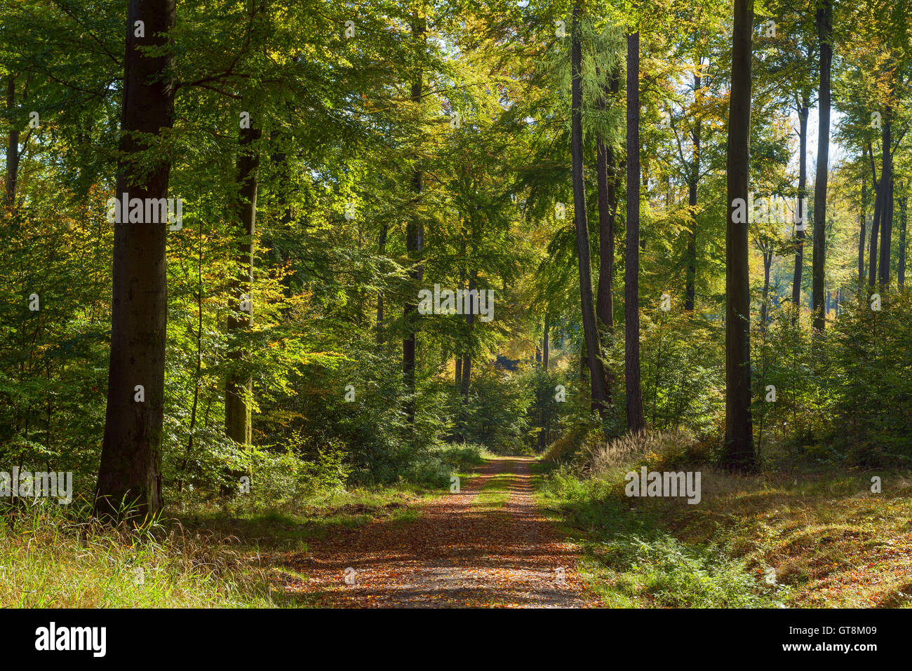 Path in Beech Forest in Early Fall, Spessart, Bavaria, Germany Stock ...