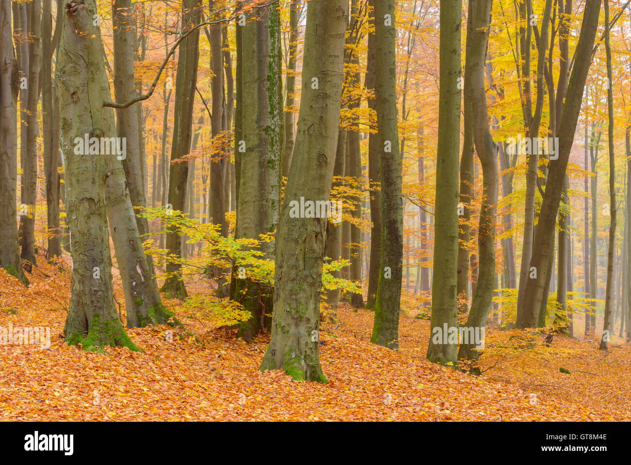 Beech Tree Forest in Autumn, Spessart, Bavaria, Germany Stock Photo - Alamy