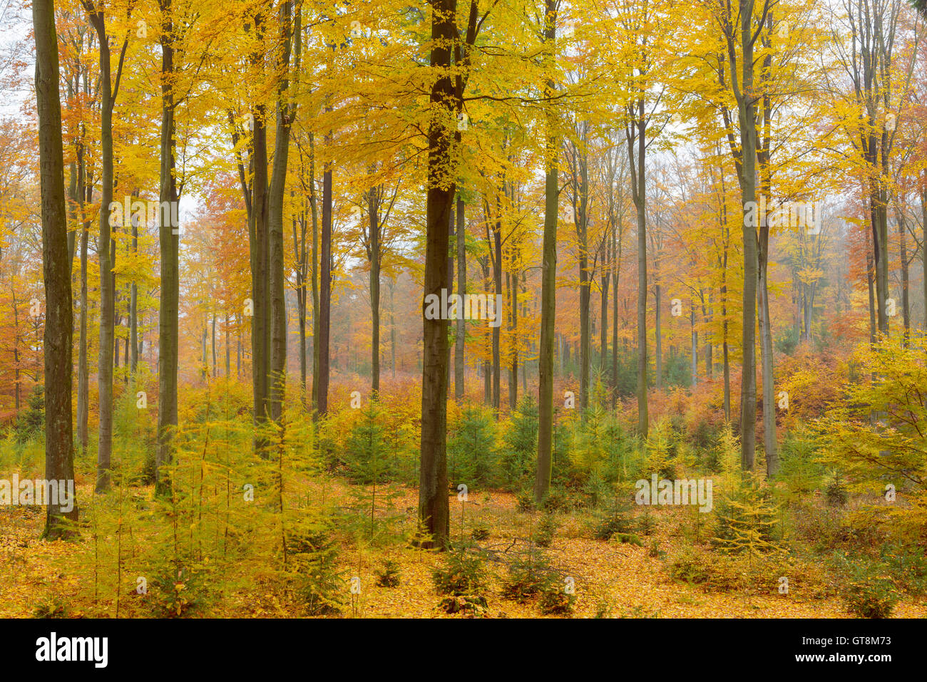 Colorful Autumn Forest, Spessart, Bavaria, Germany Stock Photo - Alamy