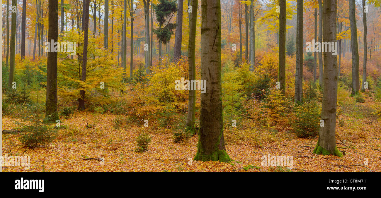 Colorful Autumn Forest, Spessart, Bavaria, Germany Stock Photo - Alamy