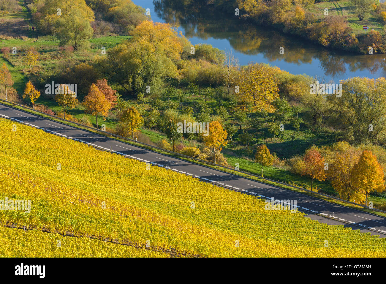 River Landscape with Colorful Vineyards in Autumn, Volkach, Alte ...