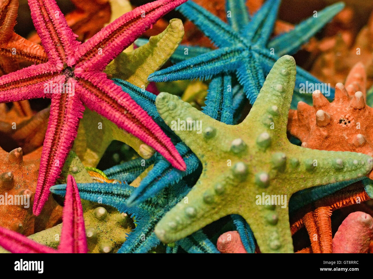 Colorful Sea Stars