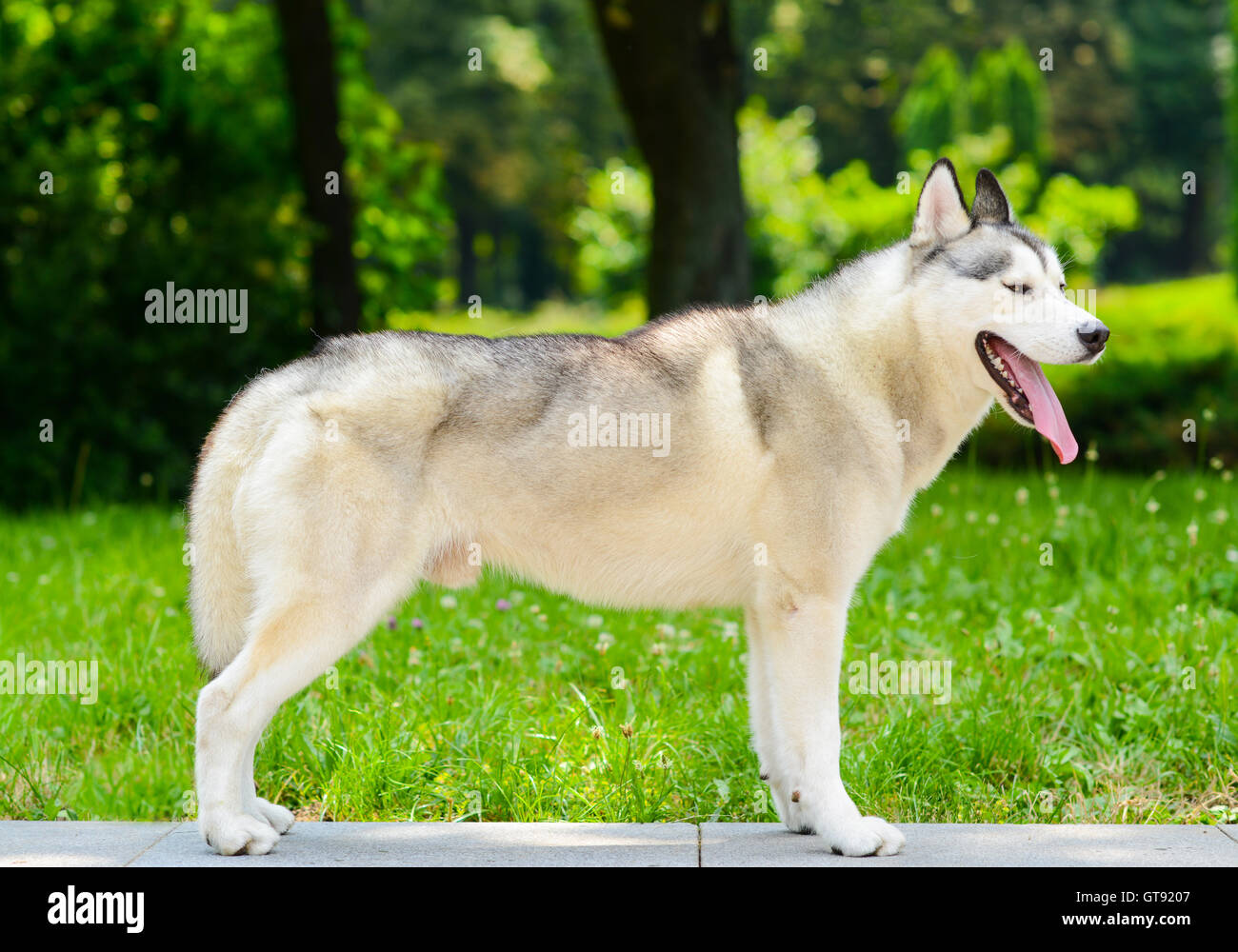Husky markings hi-res stock photography and images - Alamy