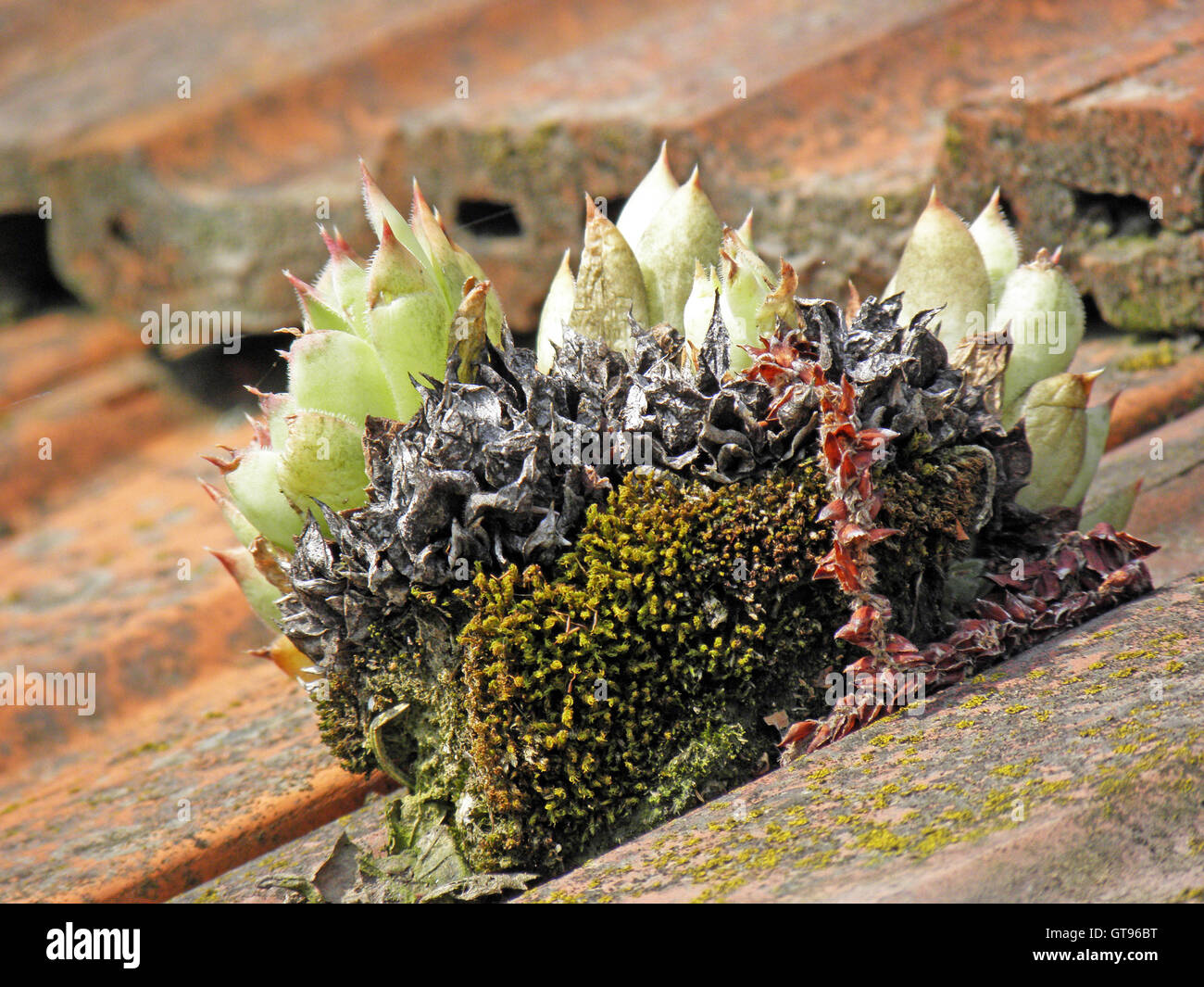 Plants on roof house hi-res stock photography and images - Alamy