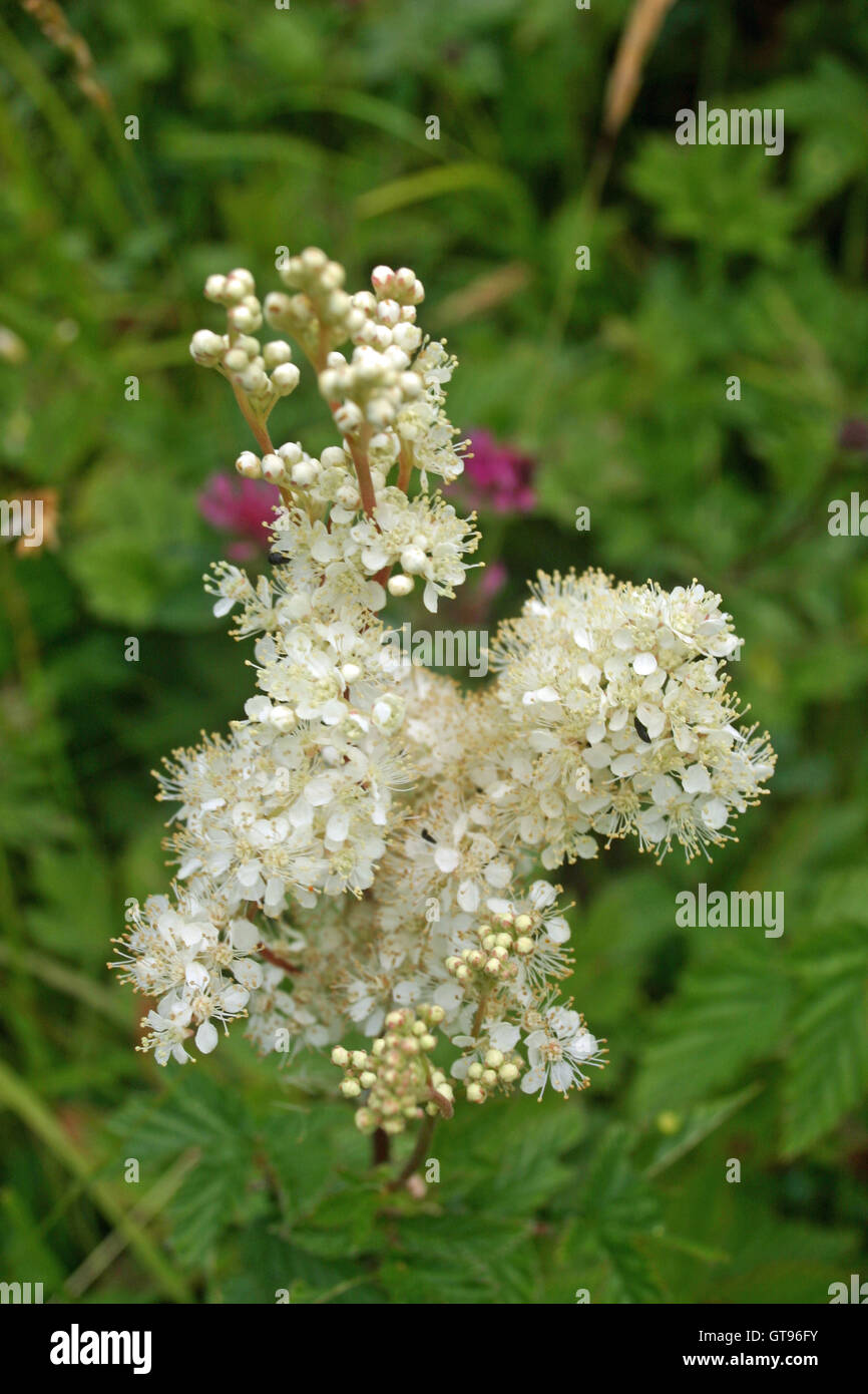Meadowsweet (Filipendula ulmaria) flowers Stock Photo - Alamy