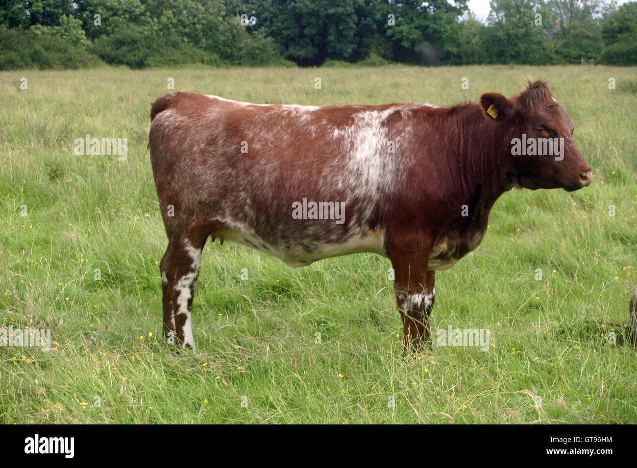 Shorthorn cow hi-res stock photography and images - Alamy