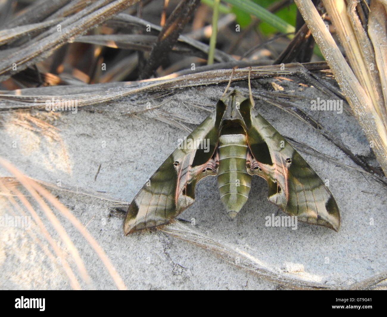 A Pandora sphinx moth (Eumorpha pandorus) rests on sand at a beach ...
