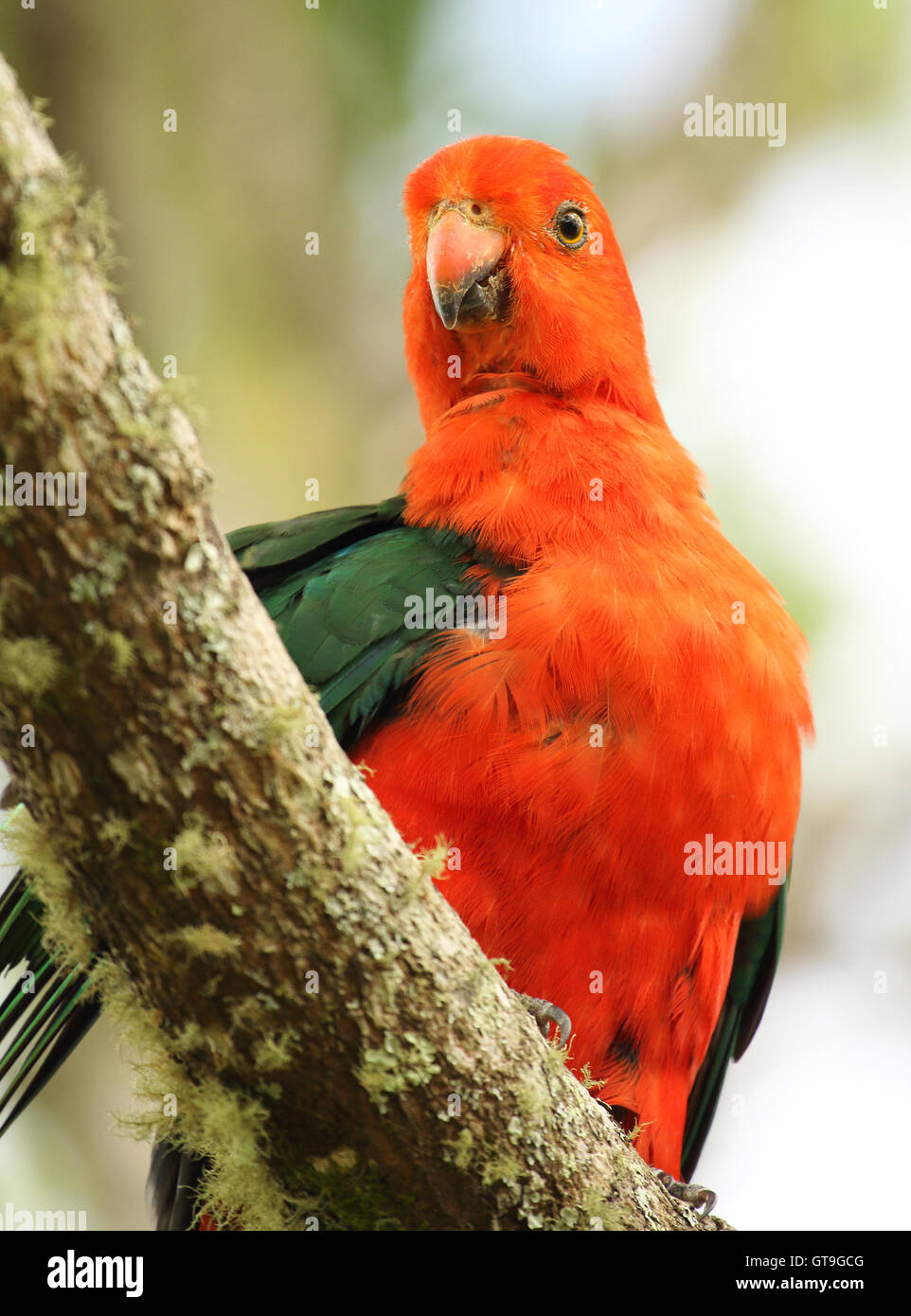A portrait of a King Parrot Stock Photo - Alamy