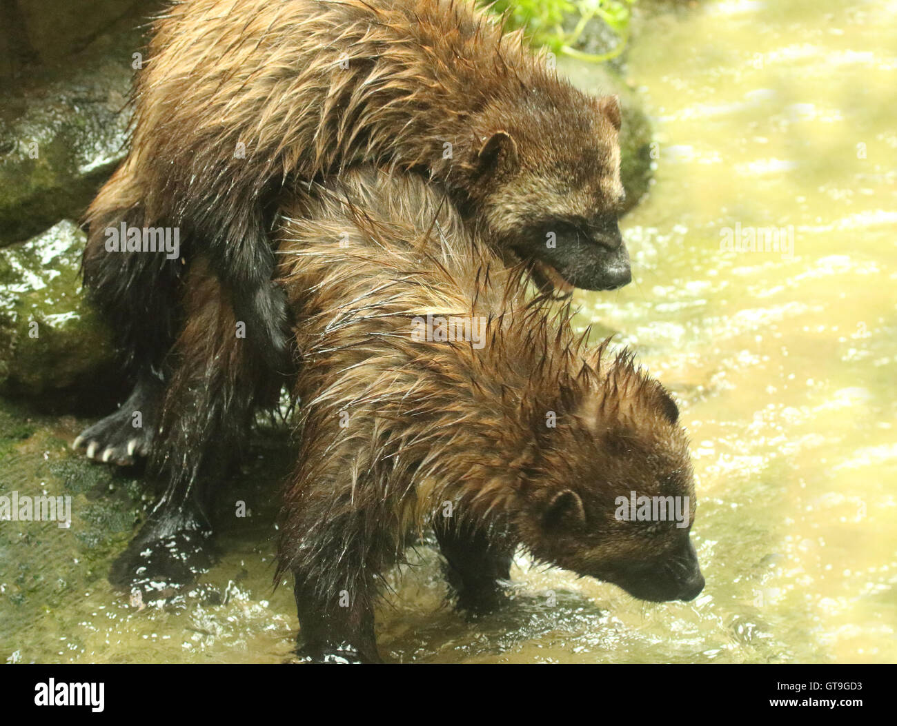A pair of wolverines mating Stock Photo - Alamy