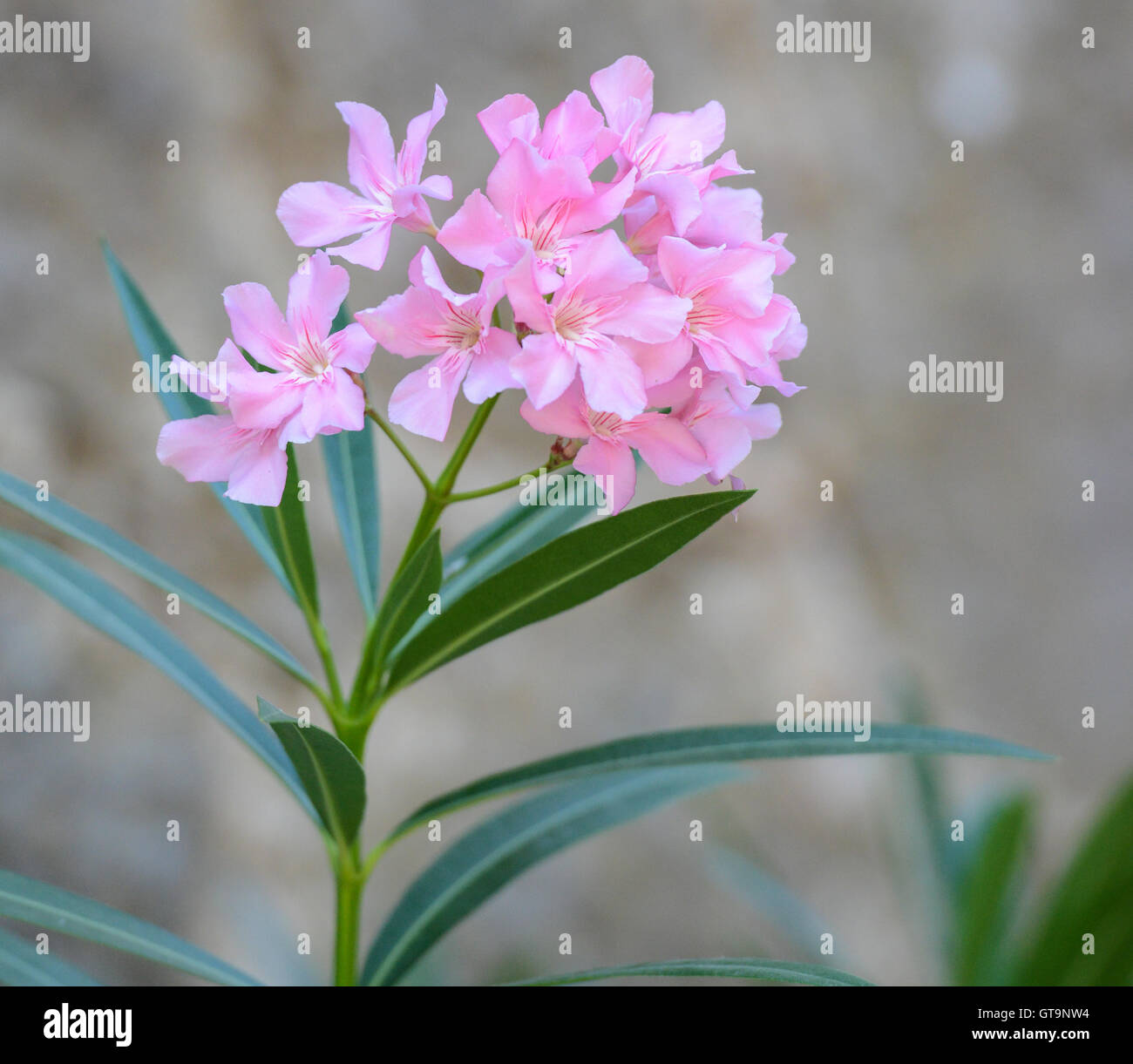 Pink flower Stock Photo - Alamy