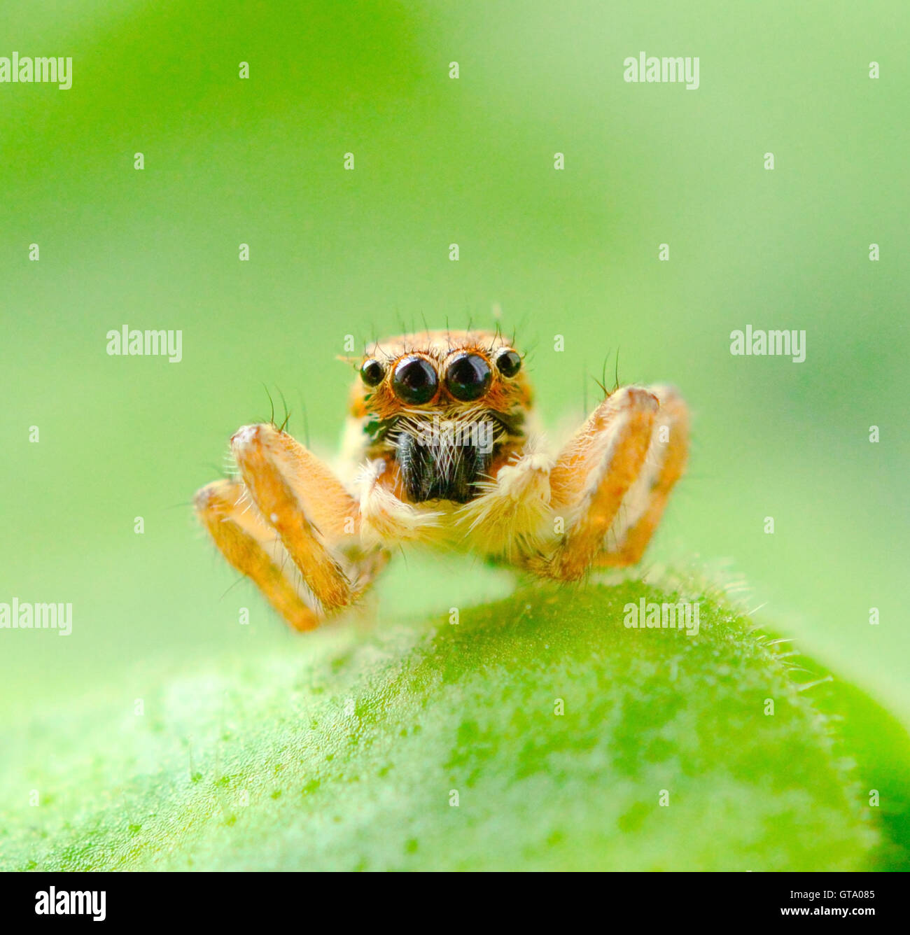 Salticus scenicus jumping spider Stock Photo - Alamy