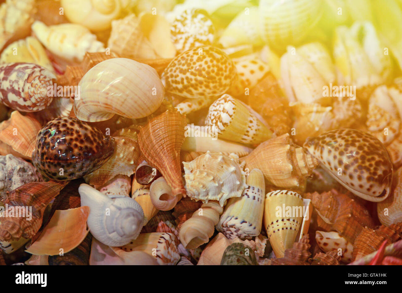 Sea shells background Stock Photo - Alamy