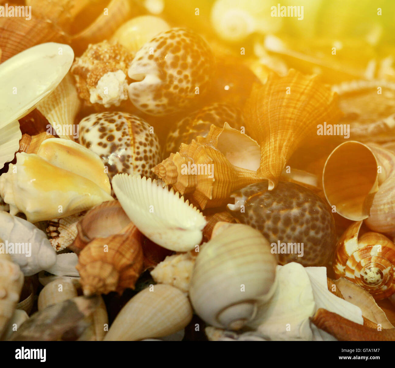 Sea shells background Stock Photo - Alamy