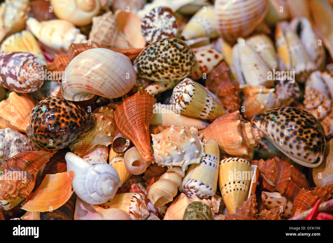 Sea shells background Stock Photo - Alamy
