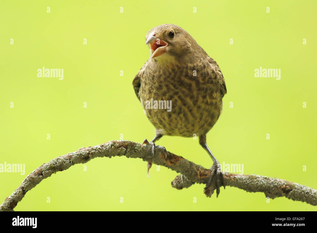 Female Brown Headed Cowbird High Resolution Stock Photography and ...