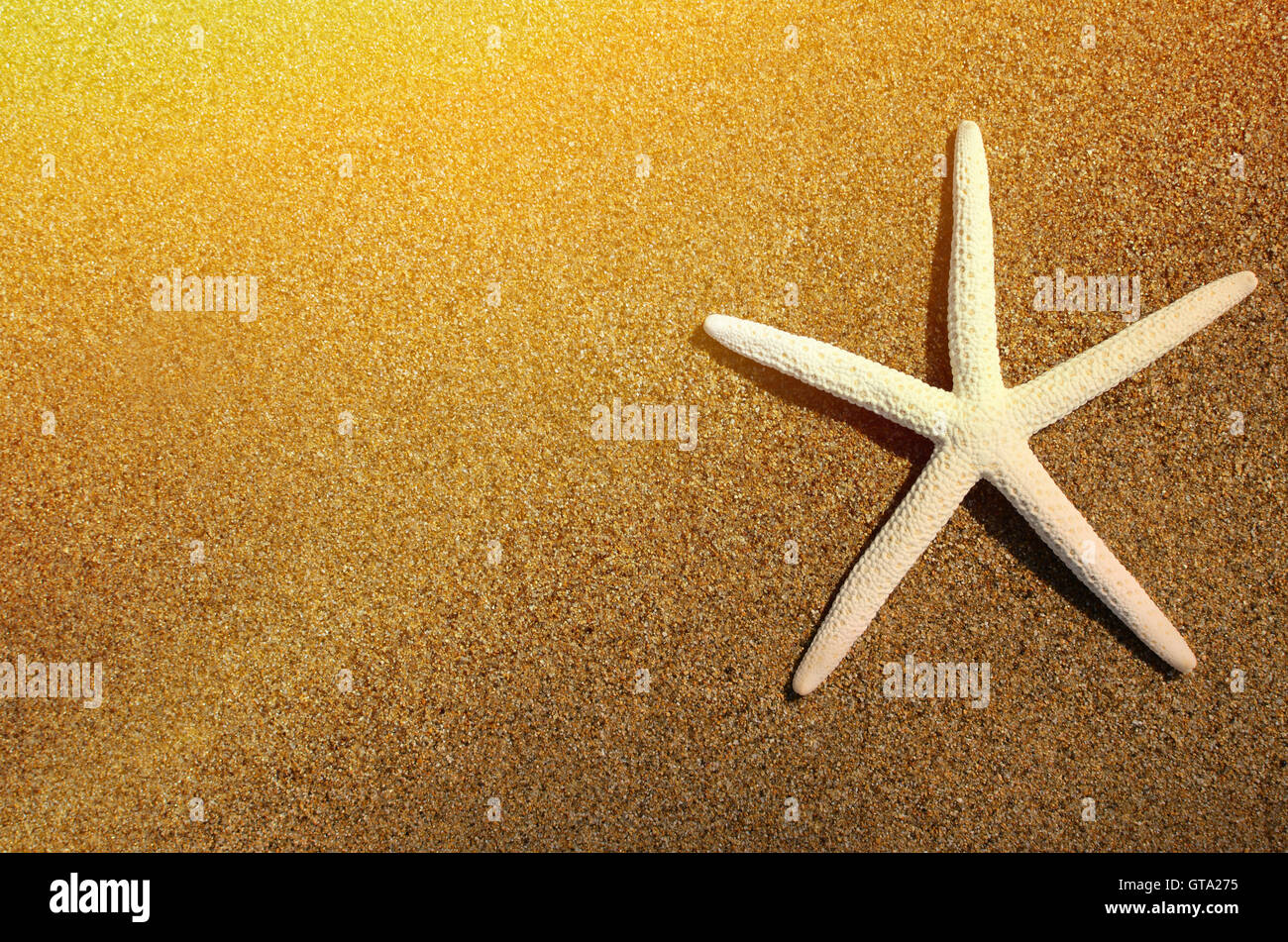 Sea star at sandy beach with golden sun rays Stock Photo - Alamy