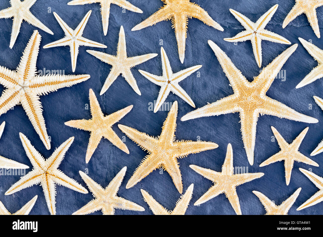 Top down view on full frame background pattern of dried starfish in ...