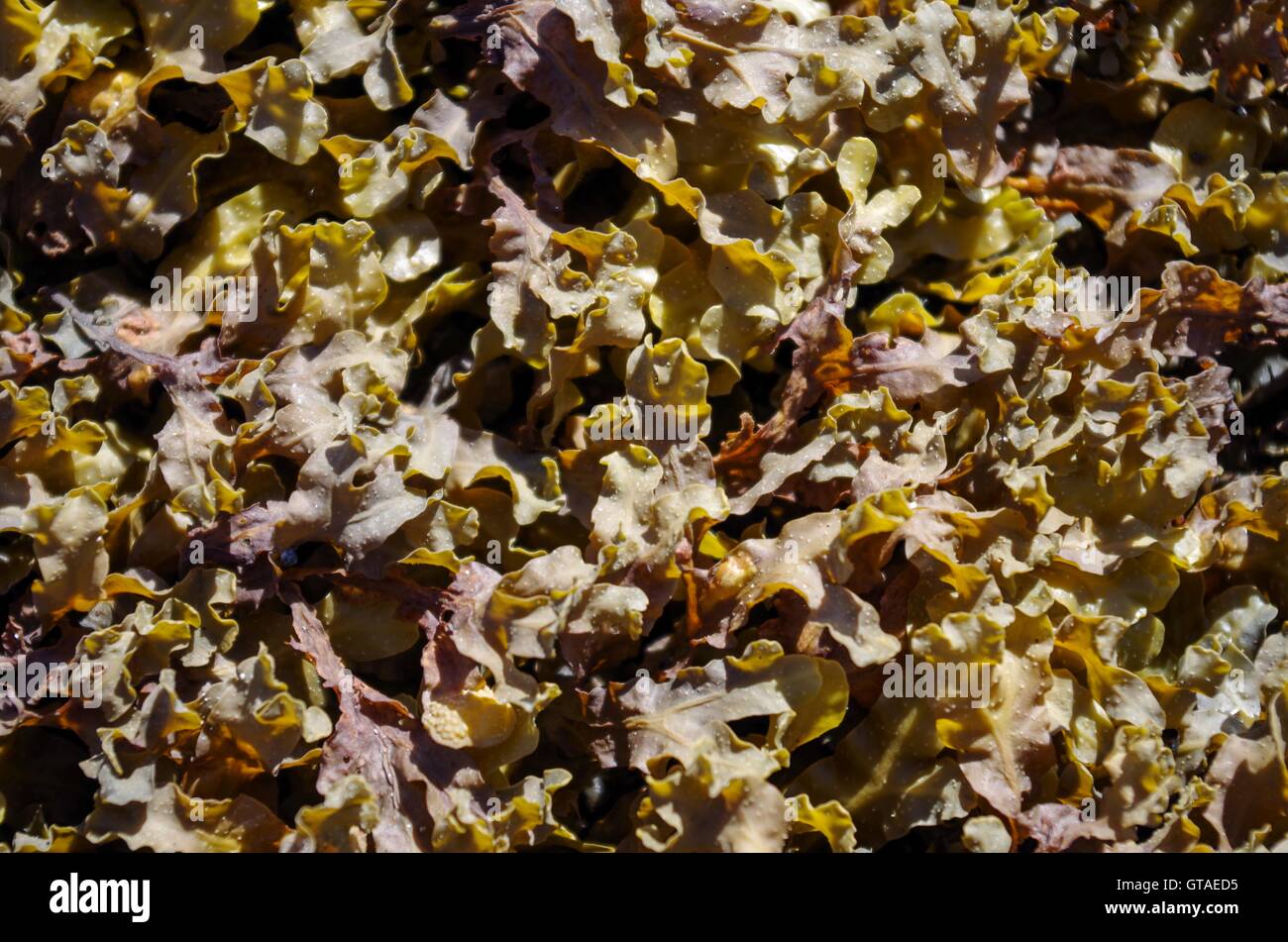 Bladderwrack seaweed/algae on Hornby Island, BC, Canada Stock Photo - Alamy