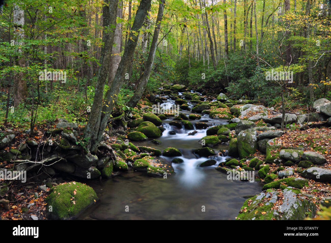 Mossy stream in forest hi-res stock photography and images - Alamy