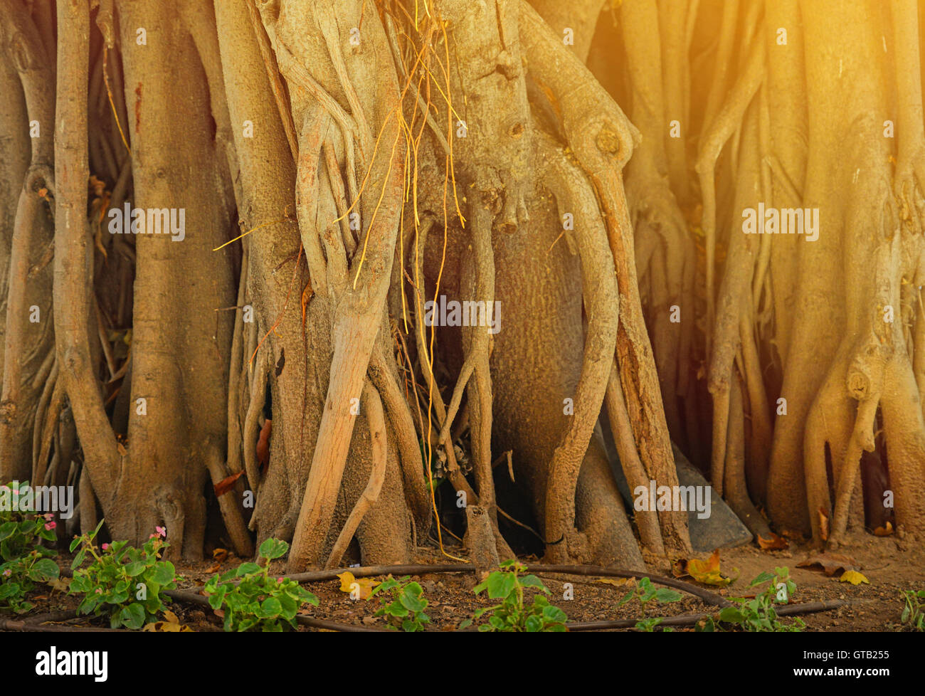 Winter soil whole branch hi-res stock photography and images - Alamy
