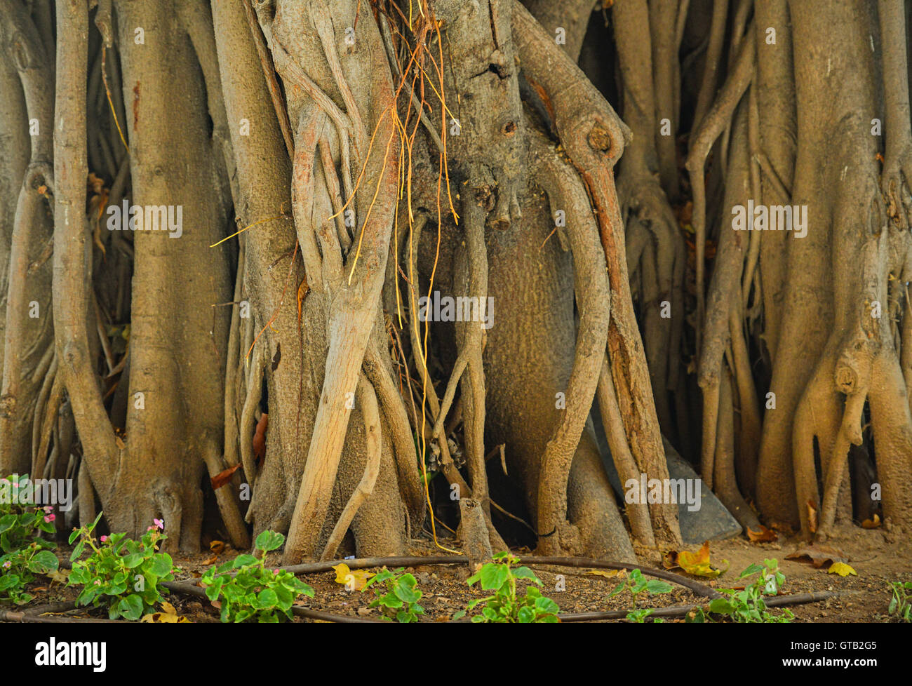 Tree with big roots Stock Photo - Alamy